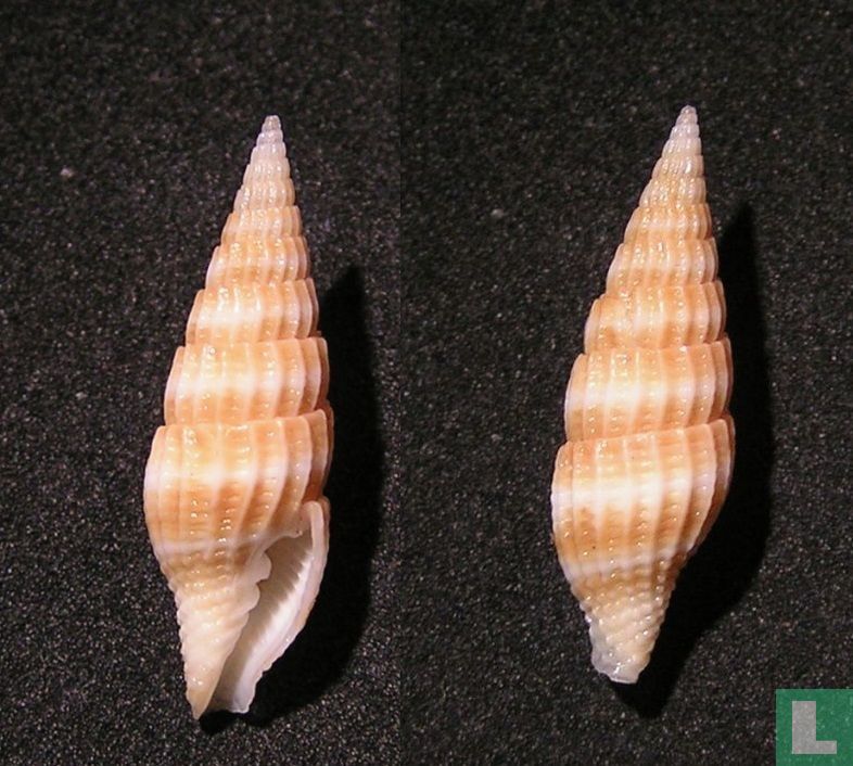 Vexillum delicatum - Schelp - LastDodo