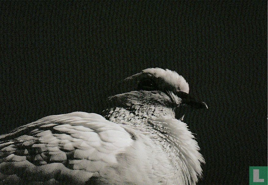 Hans De Broeyer - Guidooh all rights reserved - not for sale eco printed - LastDodo