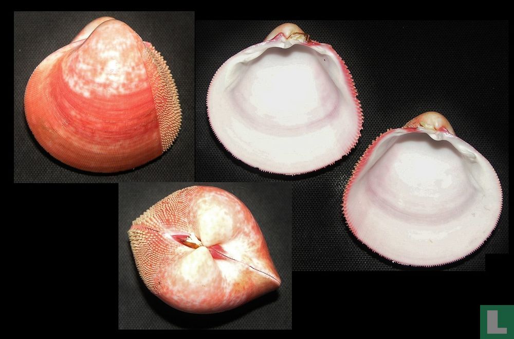 Nemocardium probatum - Schelp - LastDodo