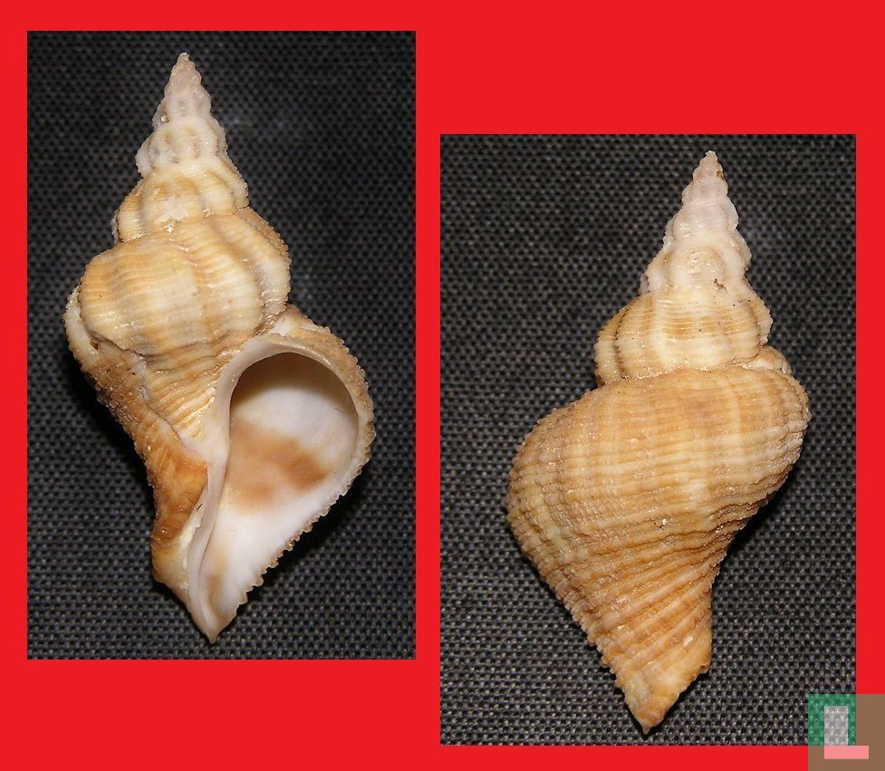 Coralliophila solutistoma - Schelp - LastDodo