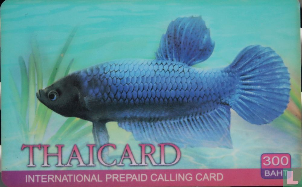 Betta splendens – Siamese Kempvis 0728-4509 - Nan.cat - LastDodo