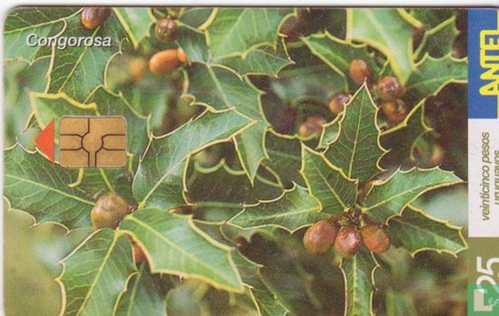 Congorosa (2002) - Uruguay - LastDodo