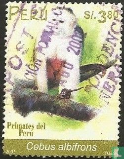 Capucin à front blanc 3.80 (2001) - Pérou - LastDodo