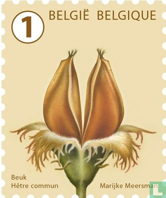 Beukennoot 1 (2021) - België - LastDodo