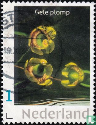 Gele plomp 1 (2022) - Nederland - LastDodo