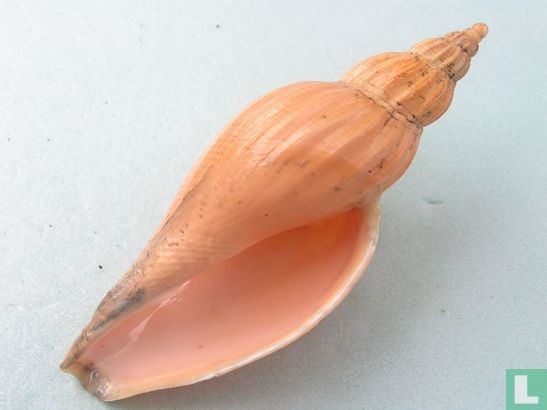 Fulgoraria noguchi - Schelp - LastDodo