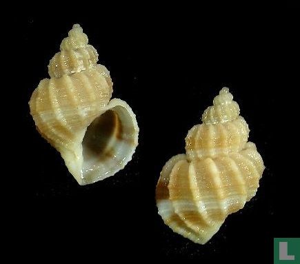 Nipponaphera suduirauti - Schelp - LastDodo