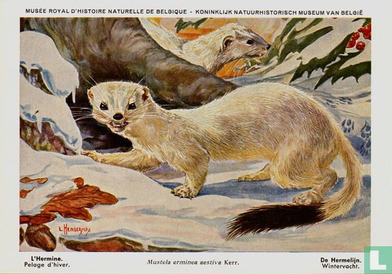De Hermelijn - wintervacht / Hermine - pelage d'hiver 12 - Koninklijk ...