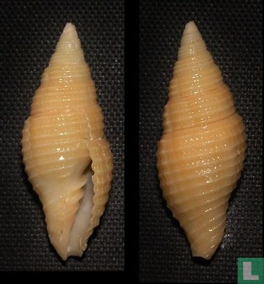 Nebularia pellisserpentis - Schelp - LastDodo