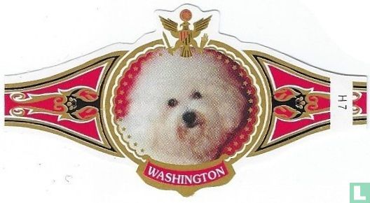 The Bichon à Poil Frisé is very popular in America 7 - Washington ...
