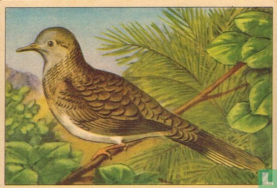 Géopélie / Geopelia 196 - Cichorei Trappistes Vincart & Verburgh - LastDodo