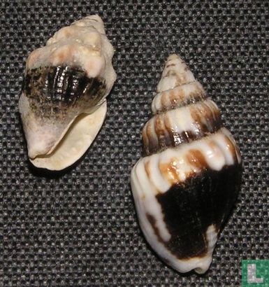 Anachis rugosa - Schelp - LastDodo