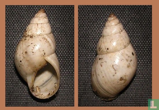 Rabdotus alternatus mariae - Schelp - LastDodo